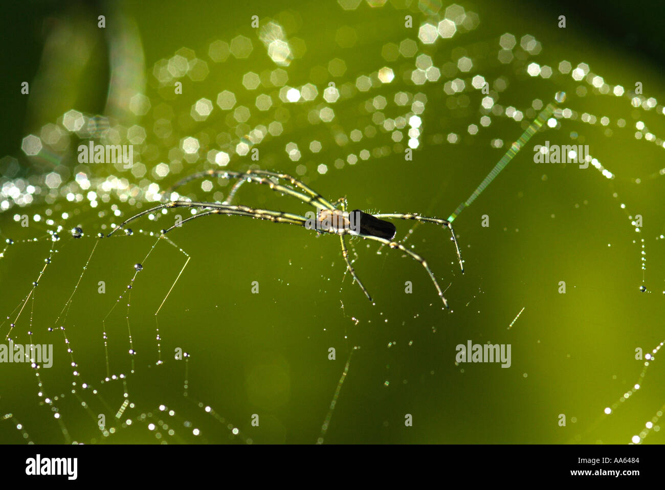 spider image inverted Stock Photo - Alamy