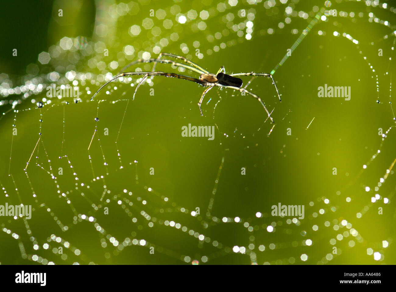 Inverted legs hi-res stock photography and images - Alamy
