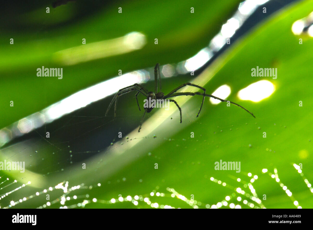 Inverted legs hi-res stock photography and images - Alamy
