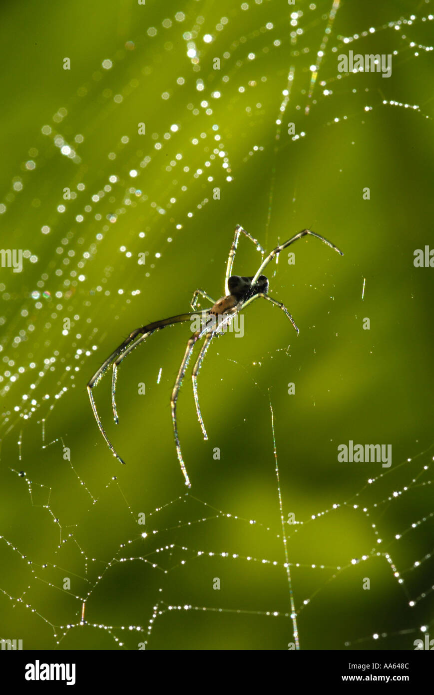 spider image inverted Stock Photo - Alamy