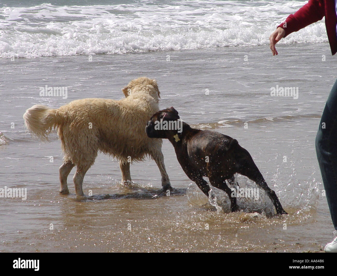 Dogs on the beach at the seaside town of Tenby Pembrokeshire Wales GB ...