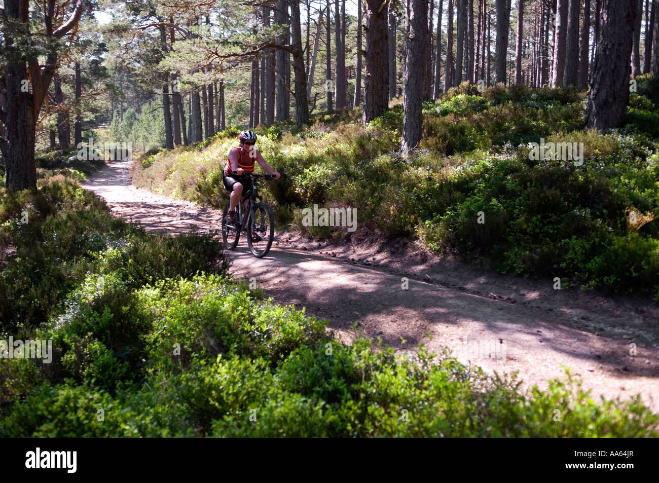 Female Mountain Biking Cairngorms Grampian region Scotland Stock Photo ...