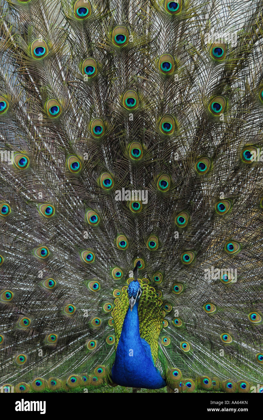 Feathering patterns hi-res stock photography and images - Alamy
