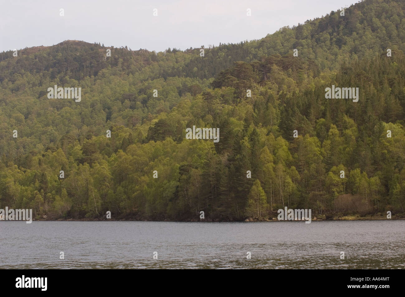 Wet forest on shores hi-res stock photography and images - Alamy