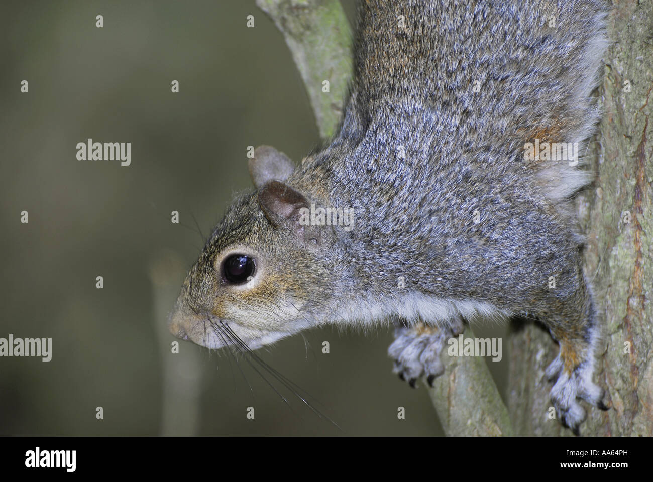 adult grey squirrel, norfolk, england Stock Photo - Alamy