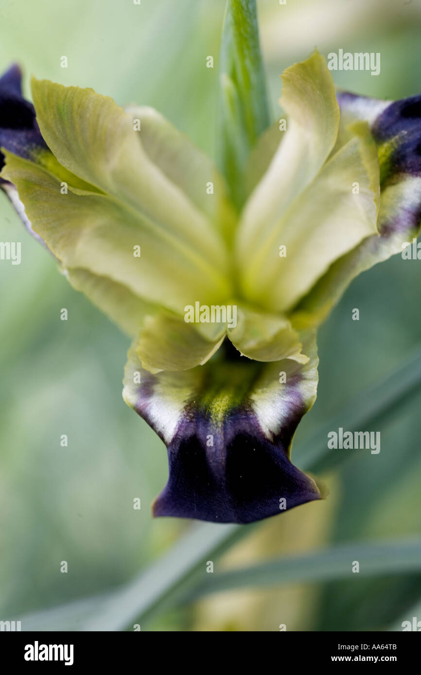 Iris tuberosus hi-res stock photography and images - Alamy