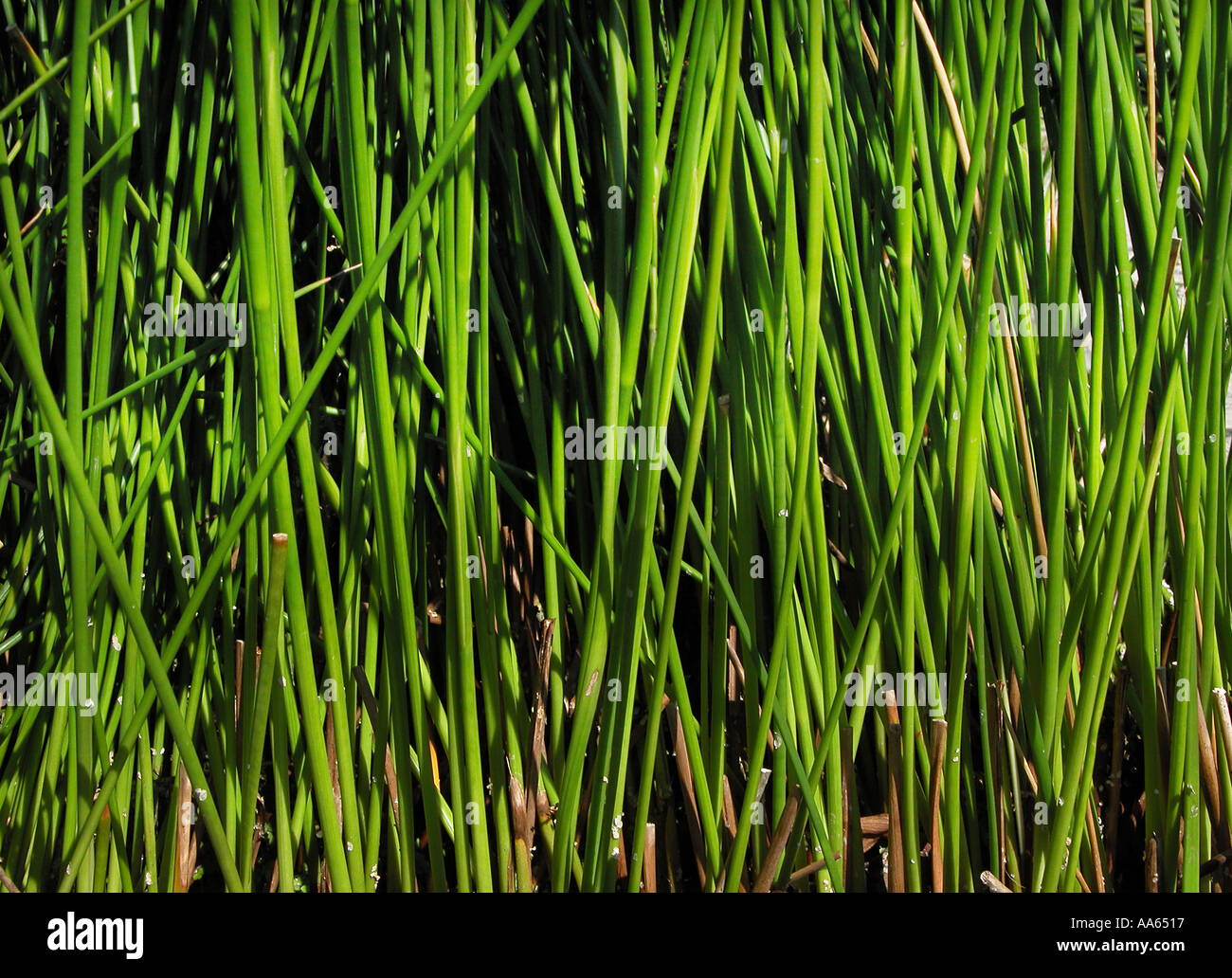 Juncaceae seed hi-res stock photography and images - Alamy