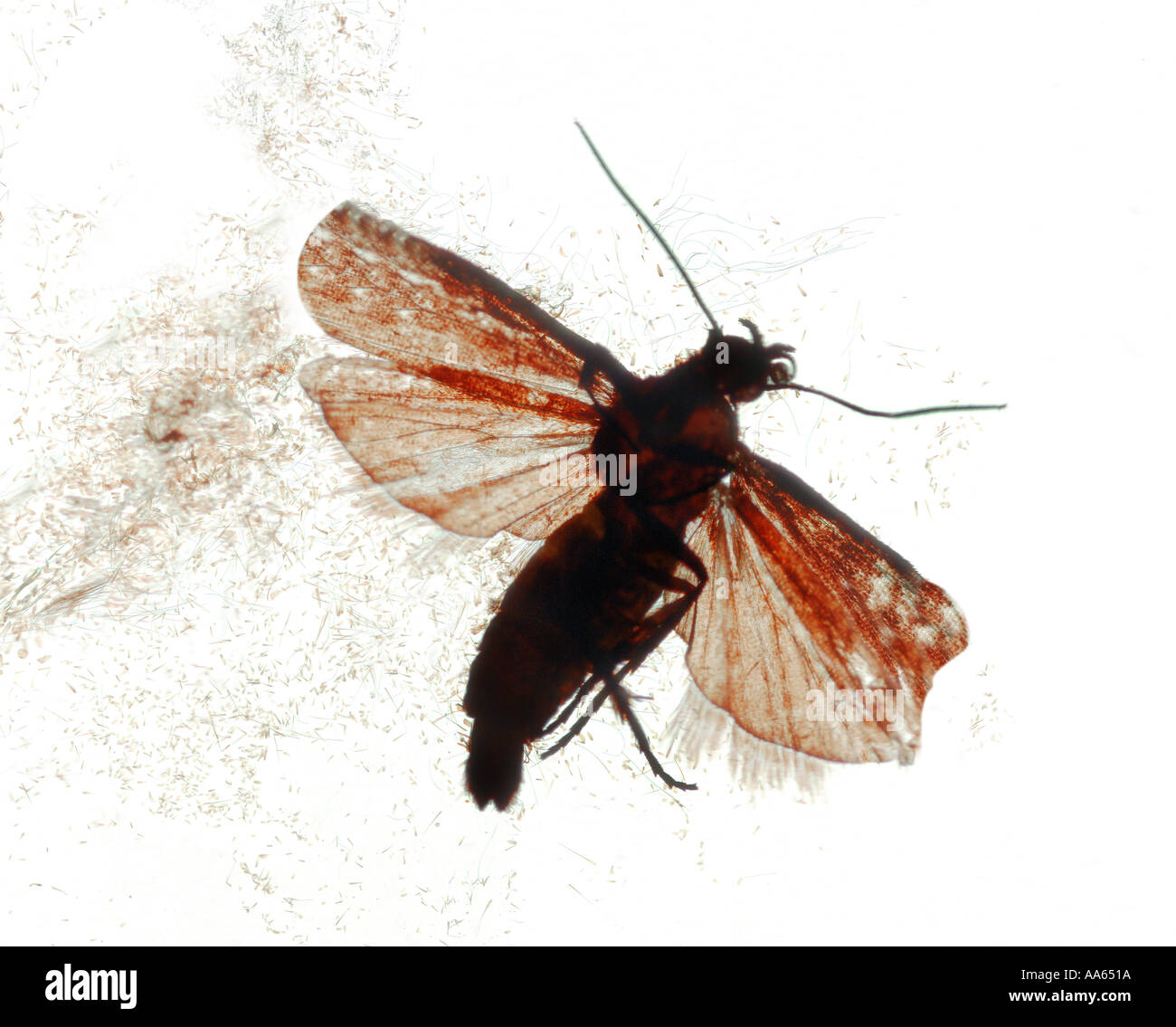 Killed moth Cut Out Stock Images & Pictures - Alamy