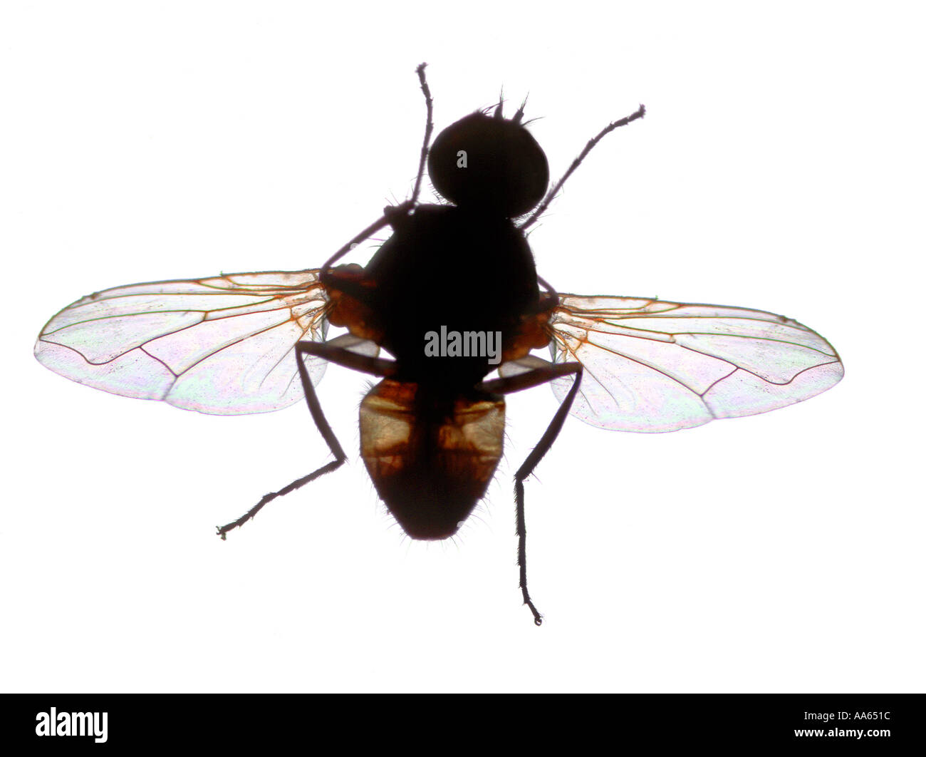 Fly musca domestica hi-res stock photography and images - Alamy