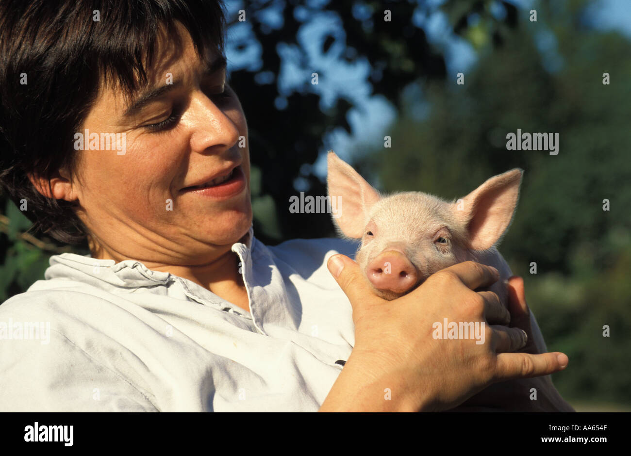 Pig farming rural hi-res stock photography and images - Alamy