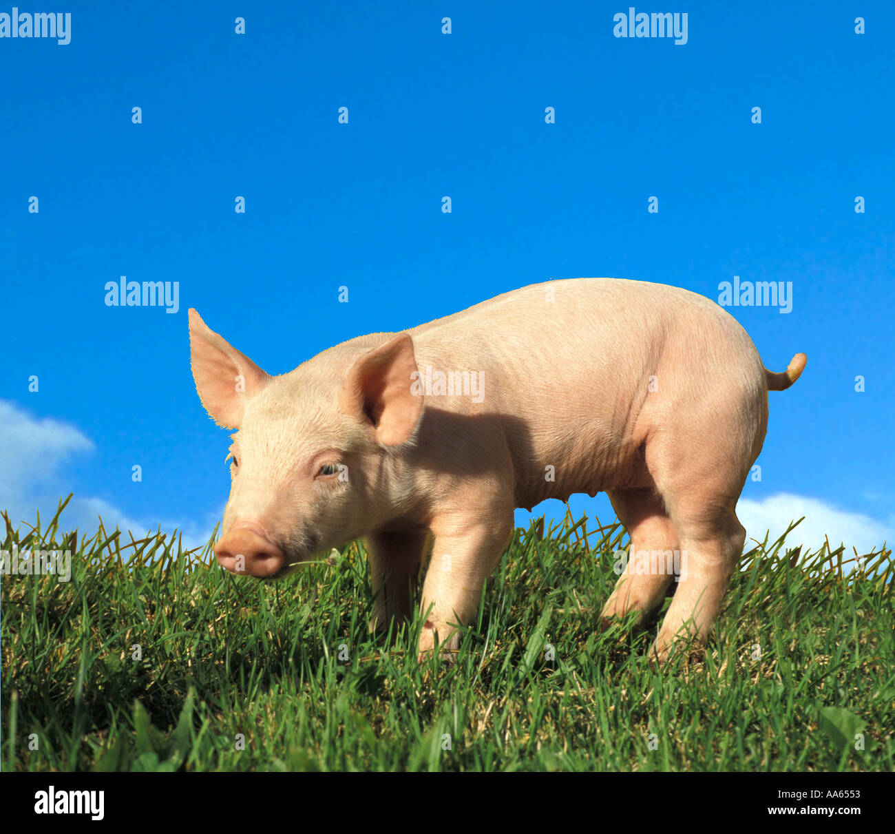 domestic pig Germany Europe Stock Photo - Alamy