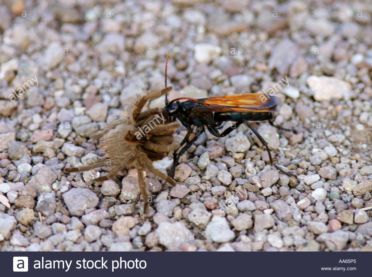 Tarantula Hawk Wasp High Resolution Stock Photography and Images - Alamy