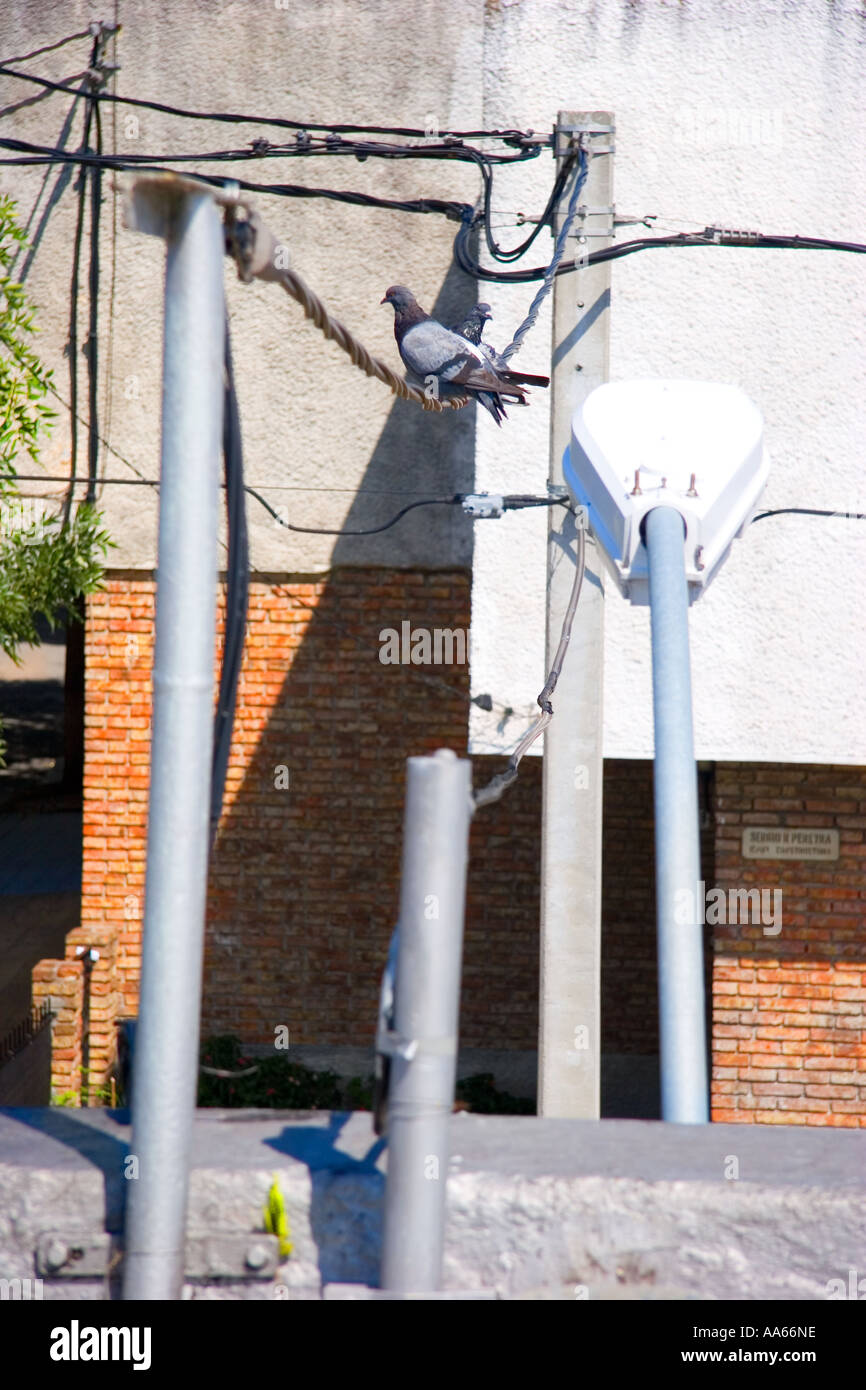 Pigeon on wires Stock Photo - Alamy