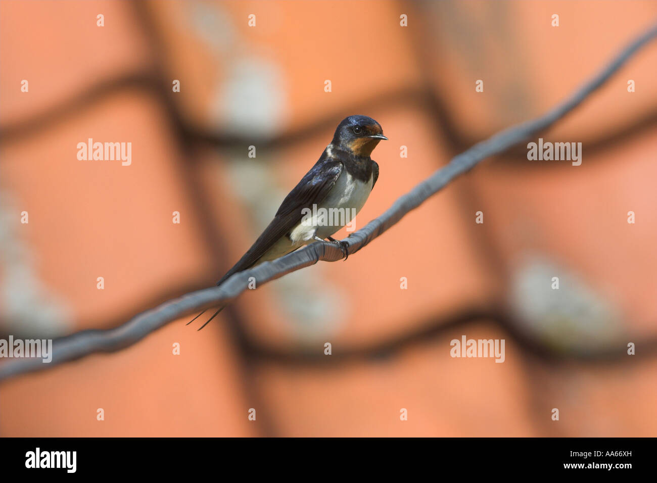 Barn Swallow Hirundo rustica adult male perched on wire with pantile ...