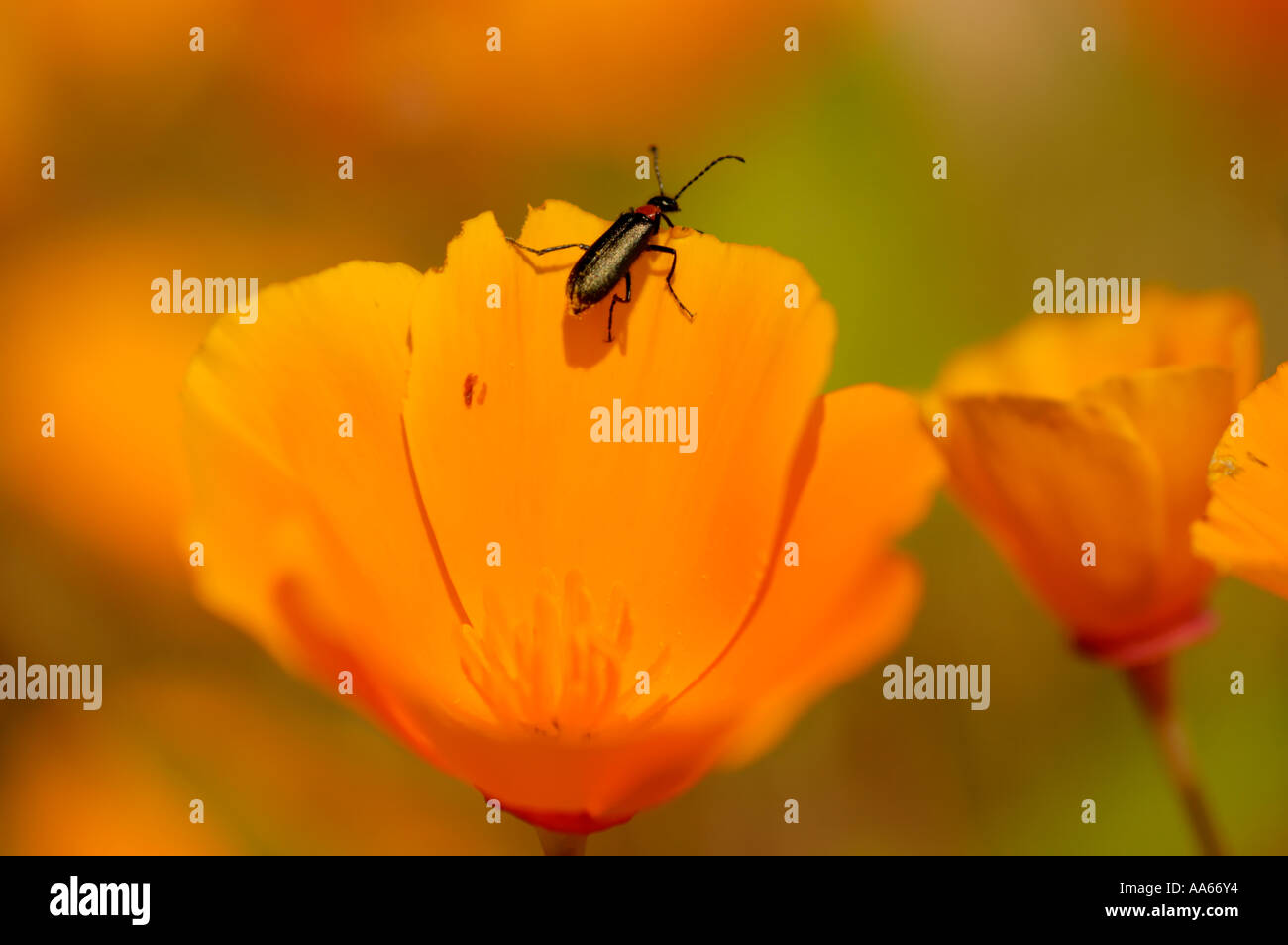 Official State Flower Of California High Resolution Stock Photography ...