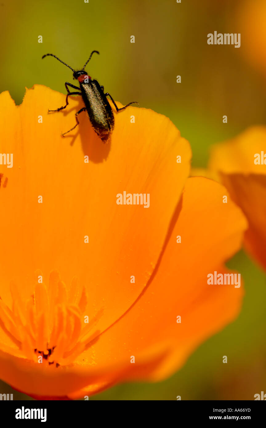 Official state flower of california hi-res stock photography and images ...