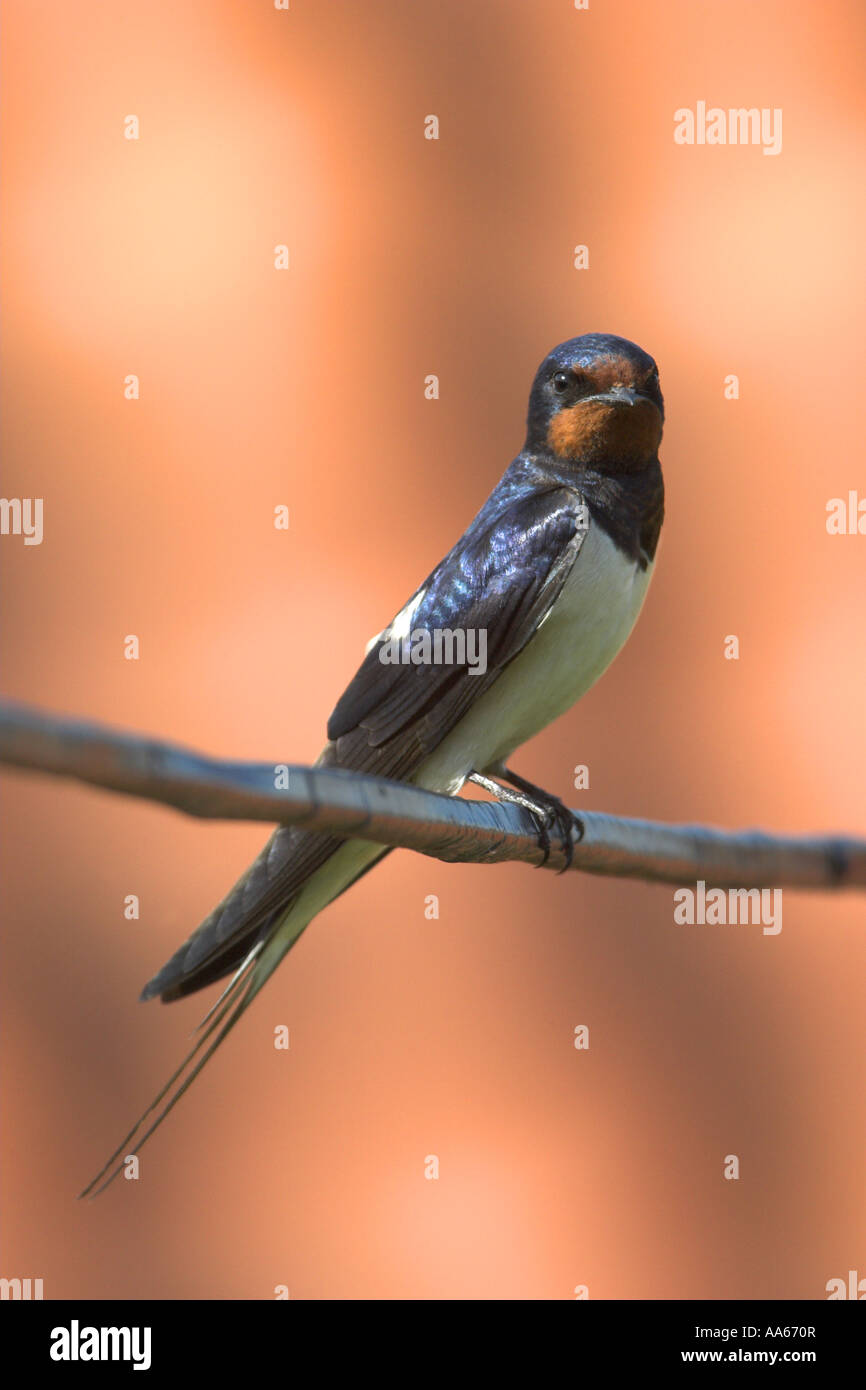 Barn Swallow Hirundo rustica adult male perched on wire with pantile ...