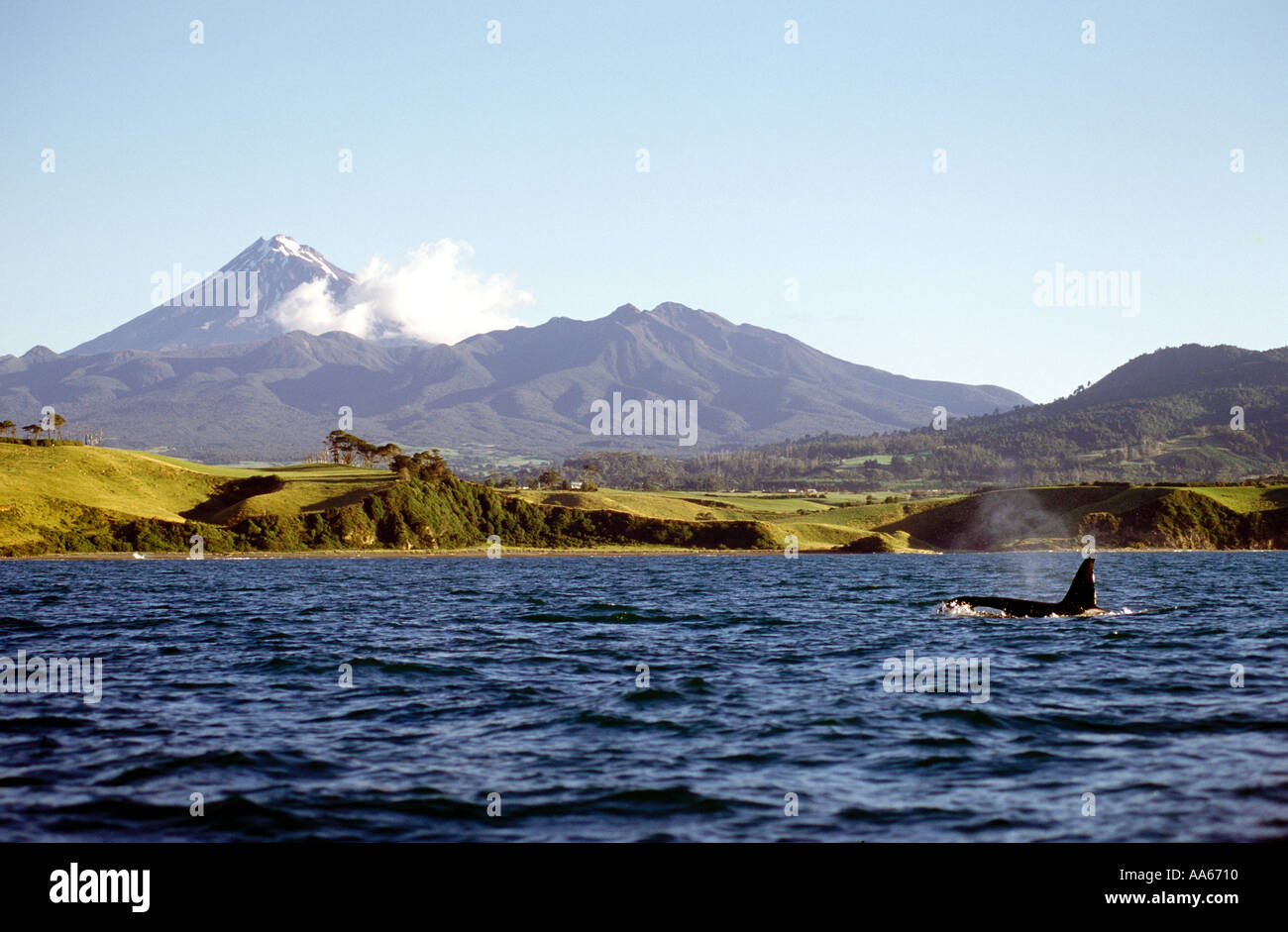 Orca new zealand hi-res stock photography and images - Alamy