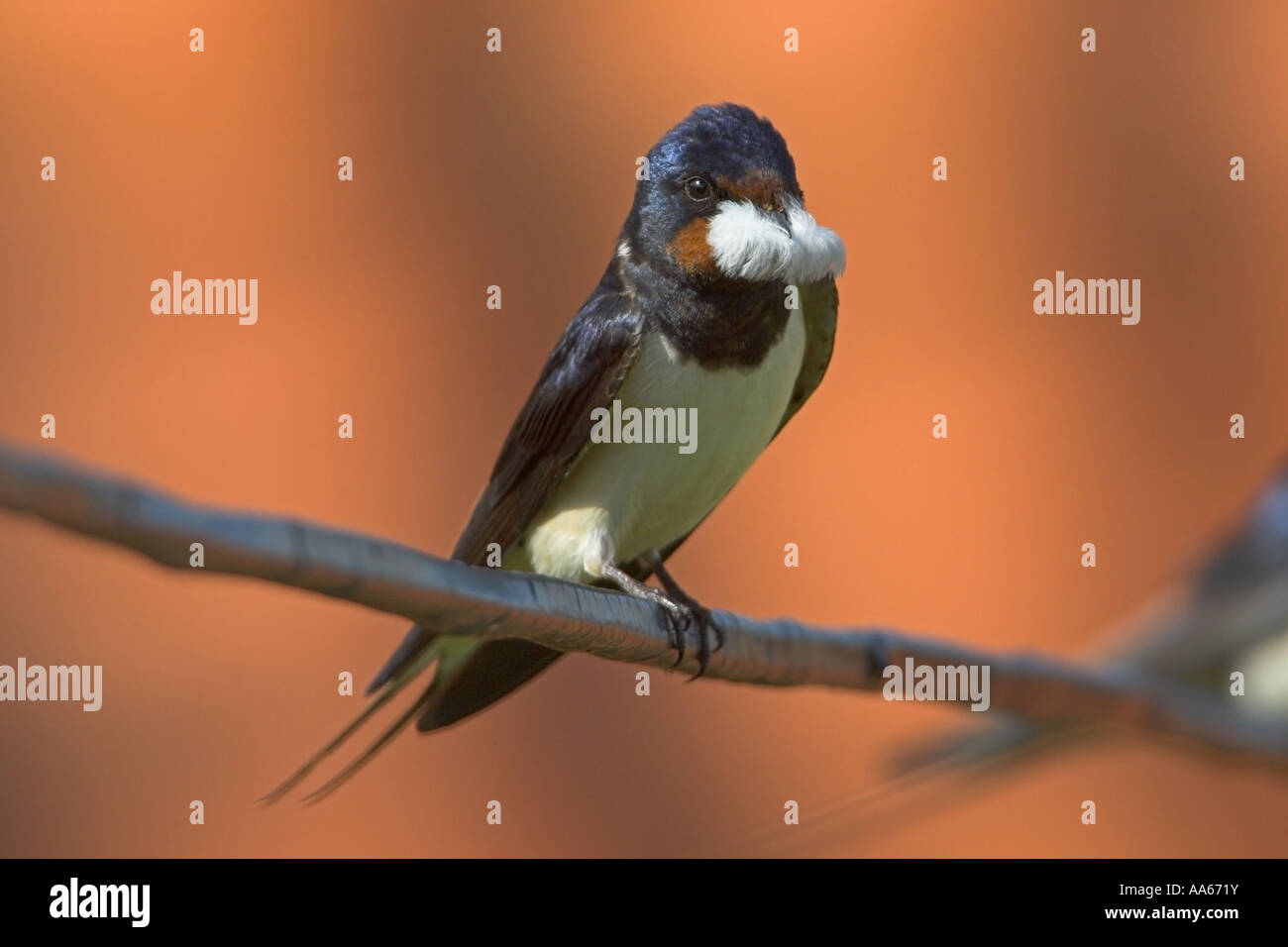 Barn Swallow Hirundo rustica adult male perched on wire with feather in ...