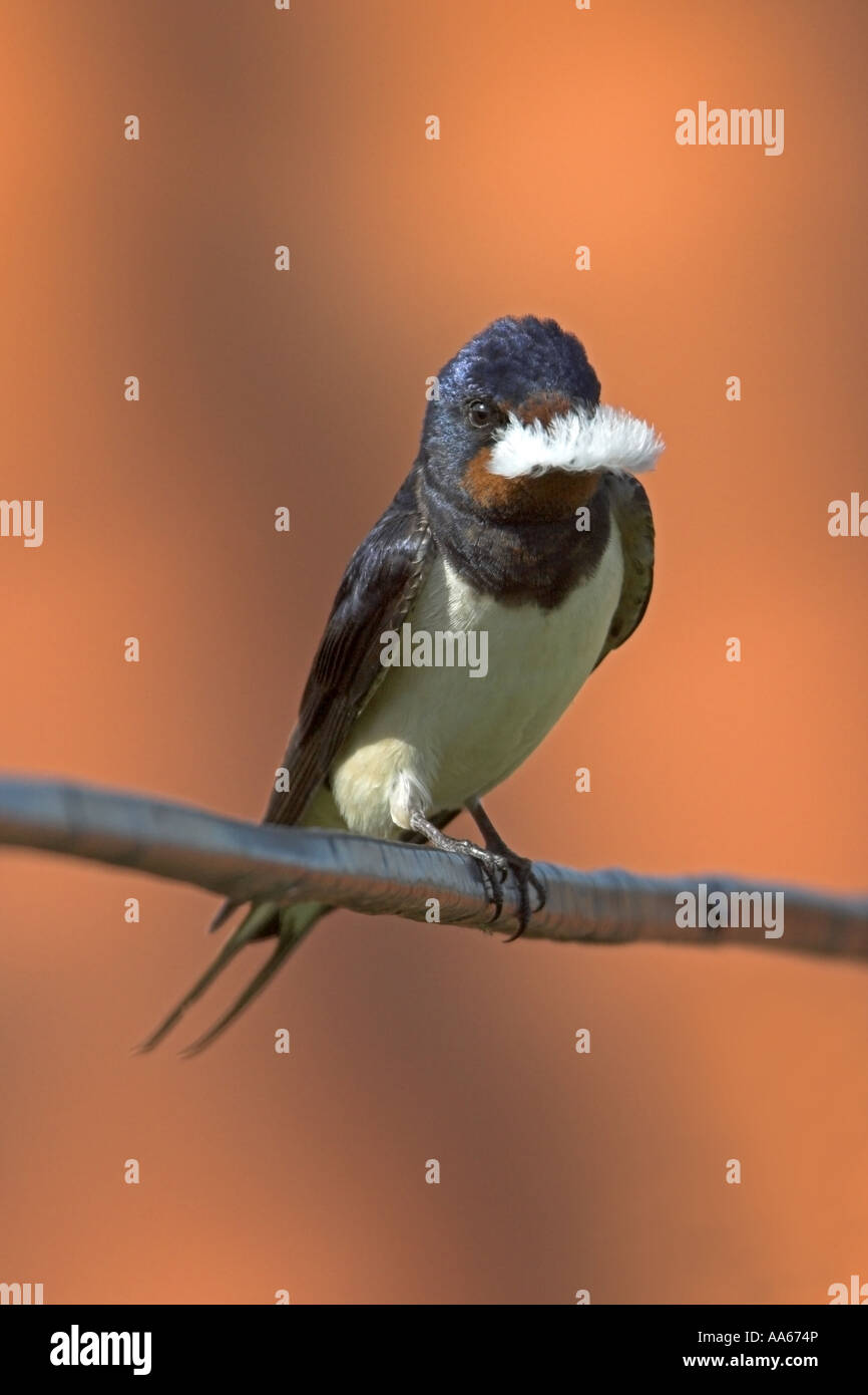Barn Swallow Hirundo rustica adult male perched on wire with feather in ...