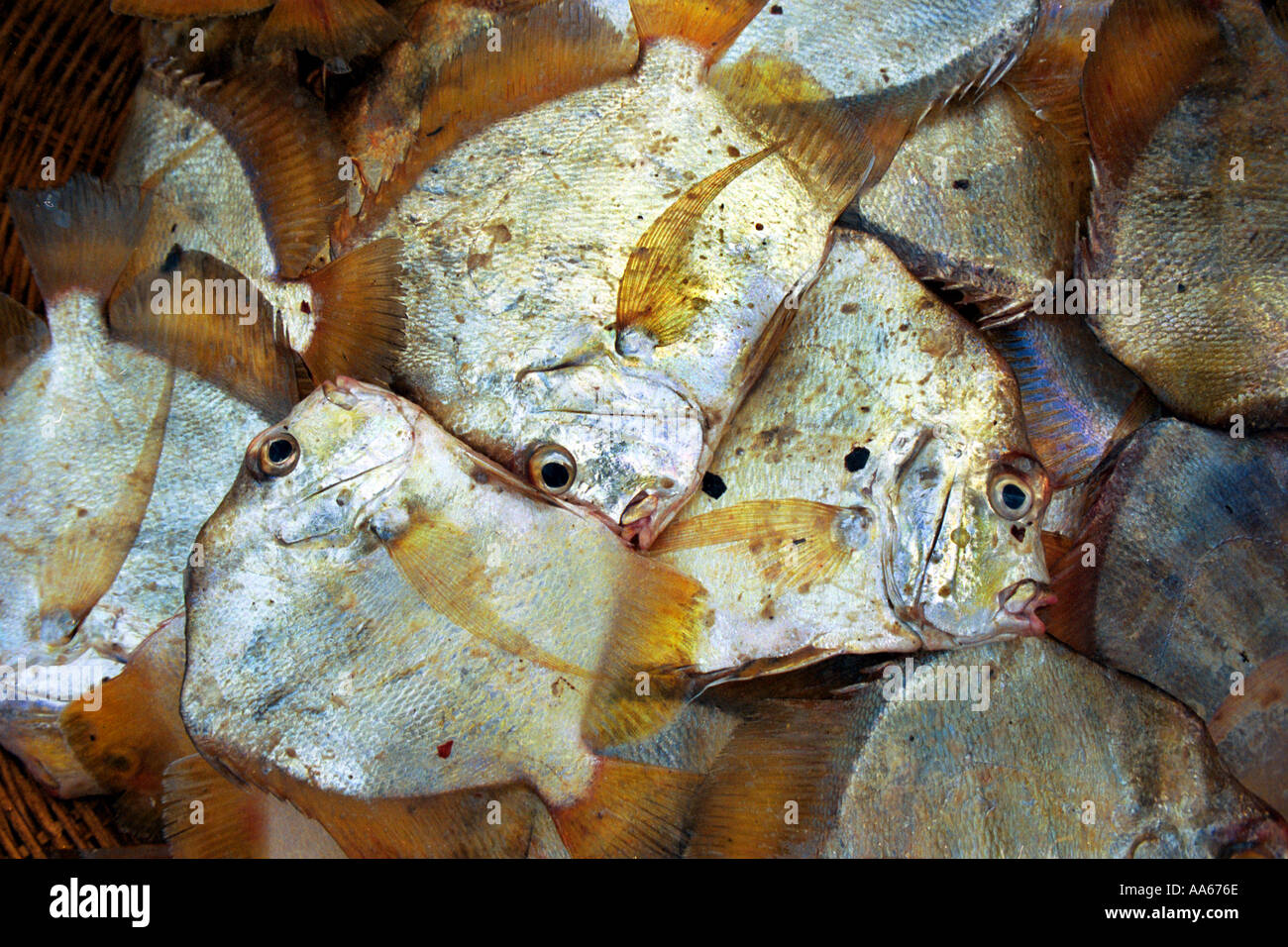 Local Mauritanian and Senegalese fishermen bring in the days harvest of ...
