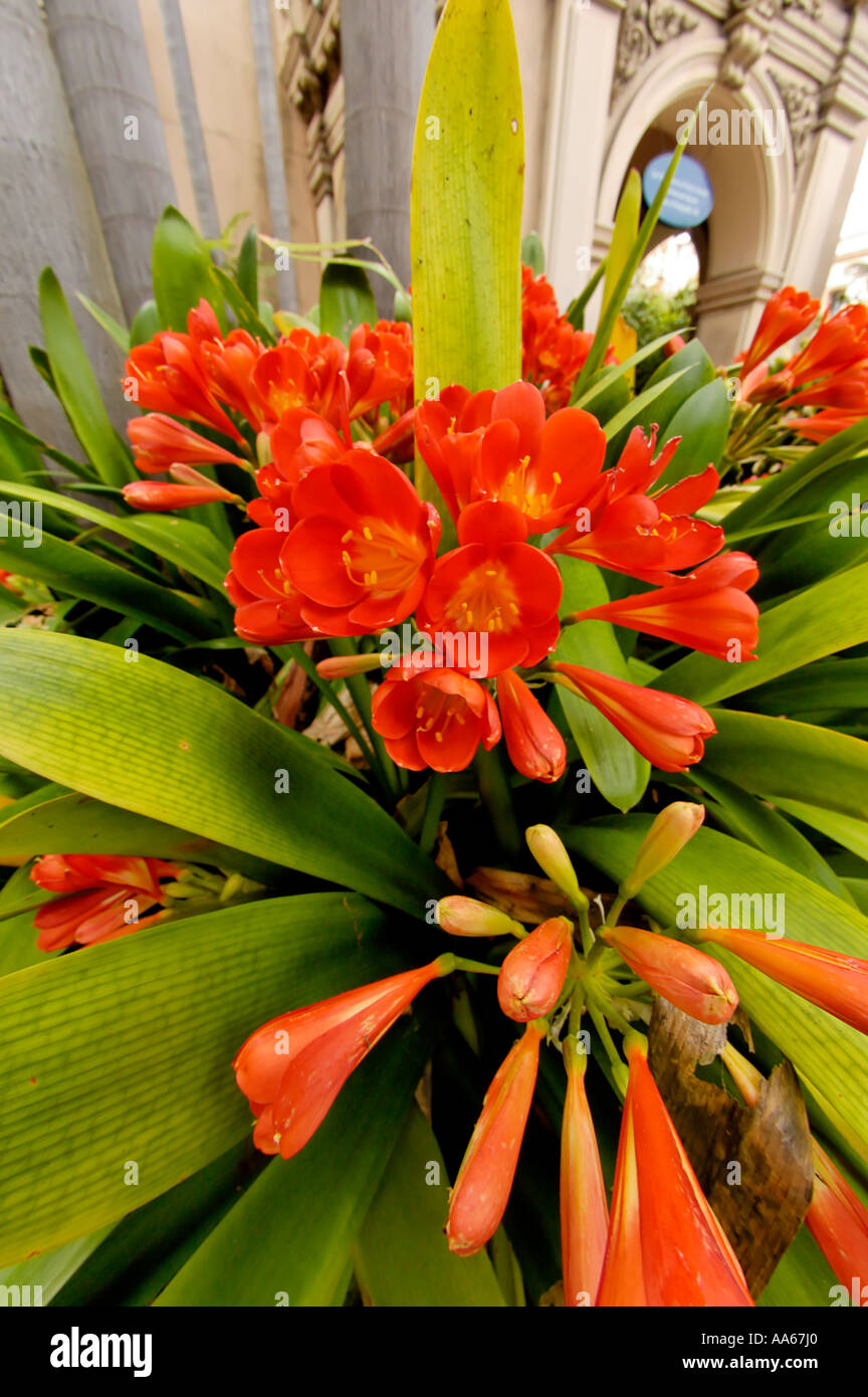 Zoro garden balboa hi-res stock photography and images - Alamy