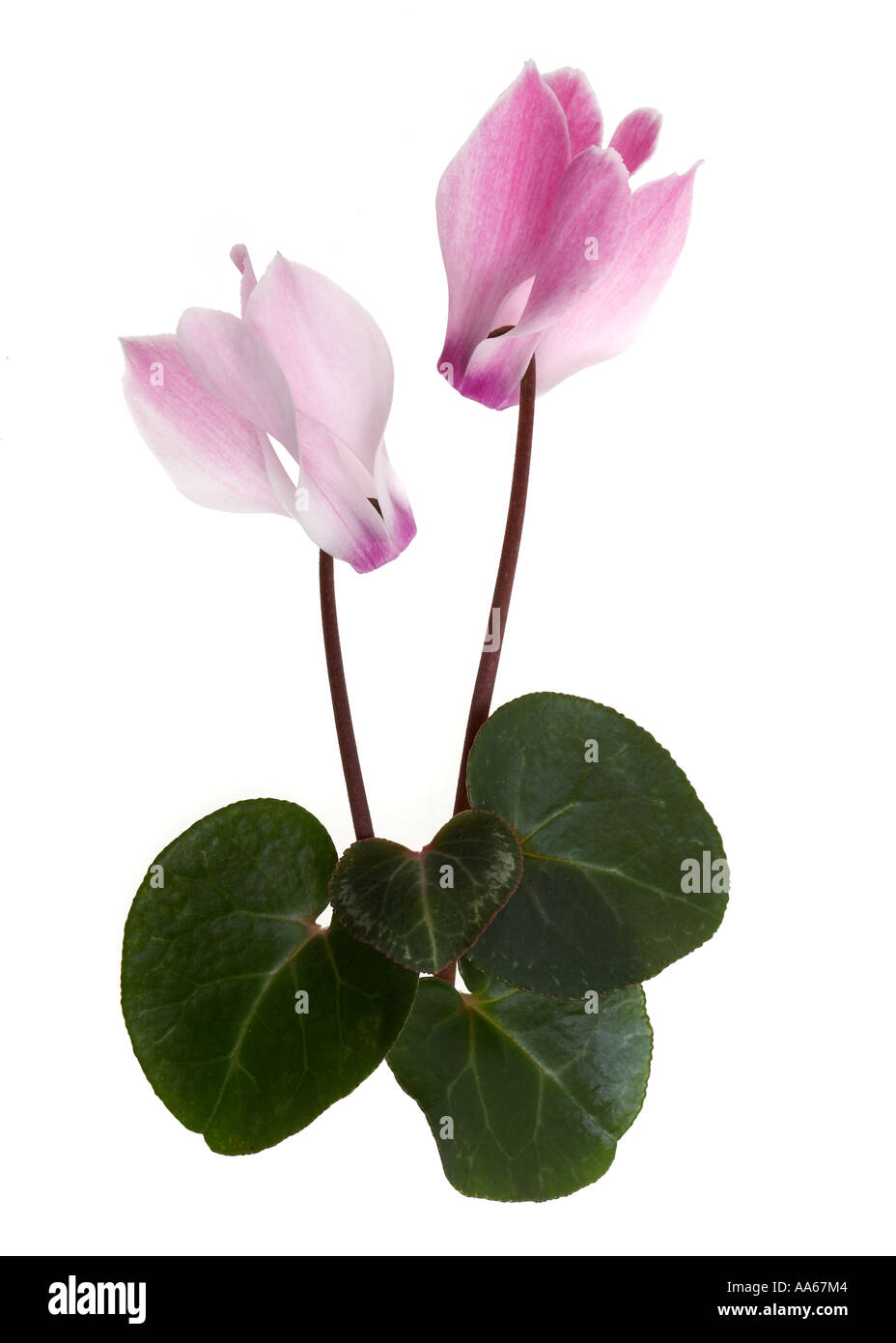 Pink Cyclamen Miracle Flowers on White Background Stock Photo - Alamy