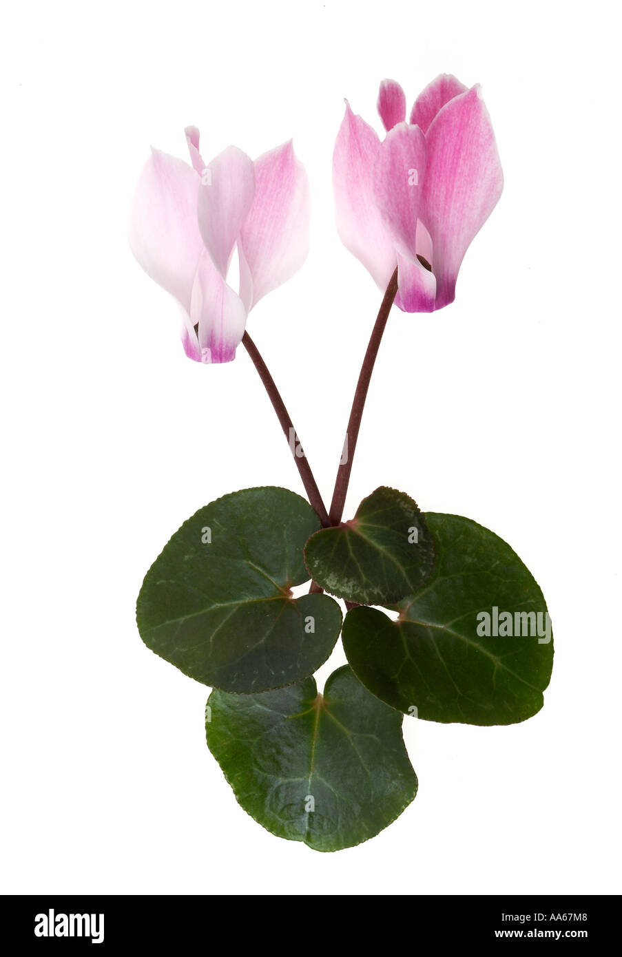 Pink Cyclamen Miracle Flowers Stock Photo - Alamy