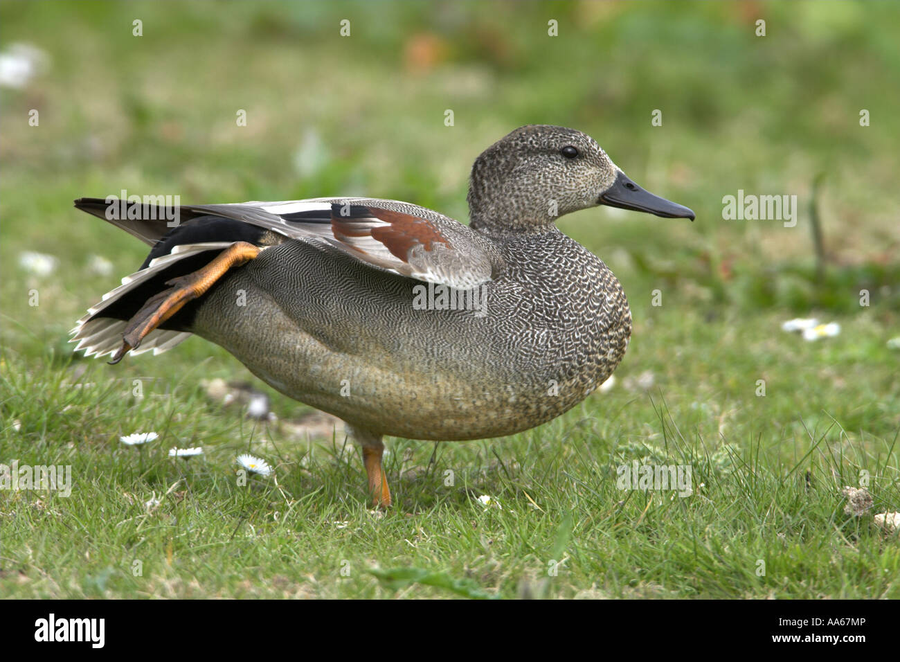 Gadwall Anas strepera adult male in breeding plumage wing stretching ...
