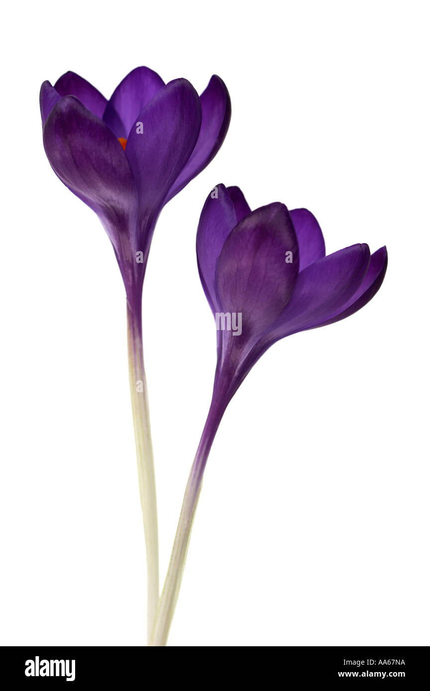 Crocus corms Cut Out Stock Images & Pictures - Alamy