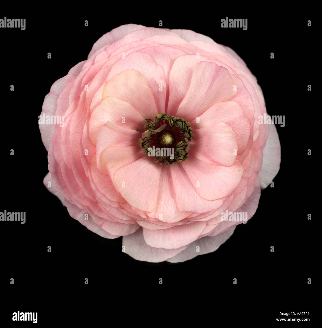 Ranunculus asicaticus F1 hybrid, 'Bloomingdale' Stock Photo - Alamy