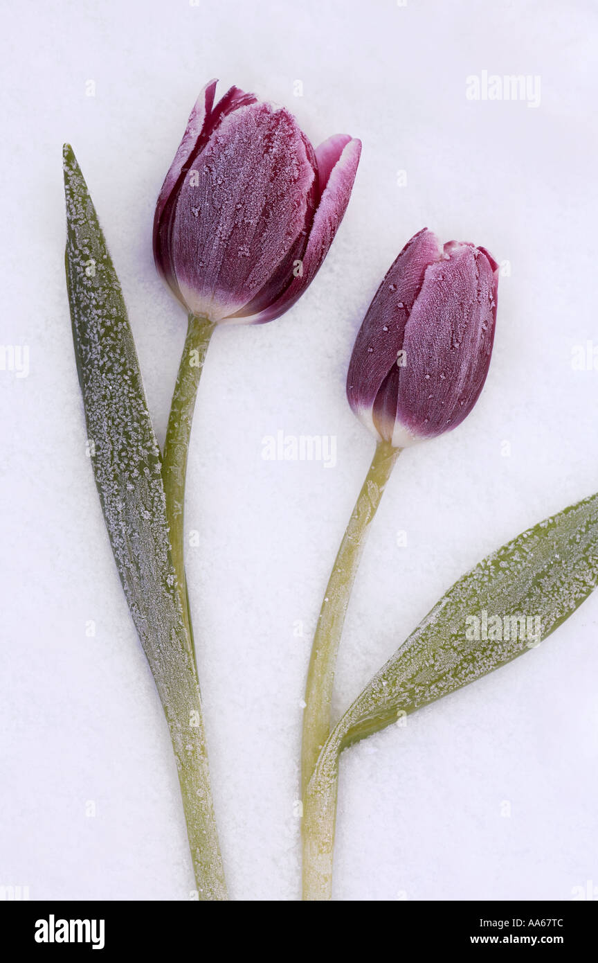 Frozen tulips hi-res stock photography and images - Alamy