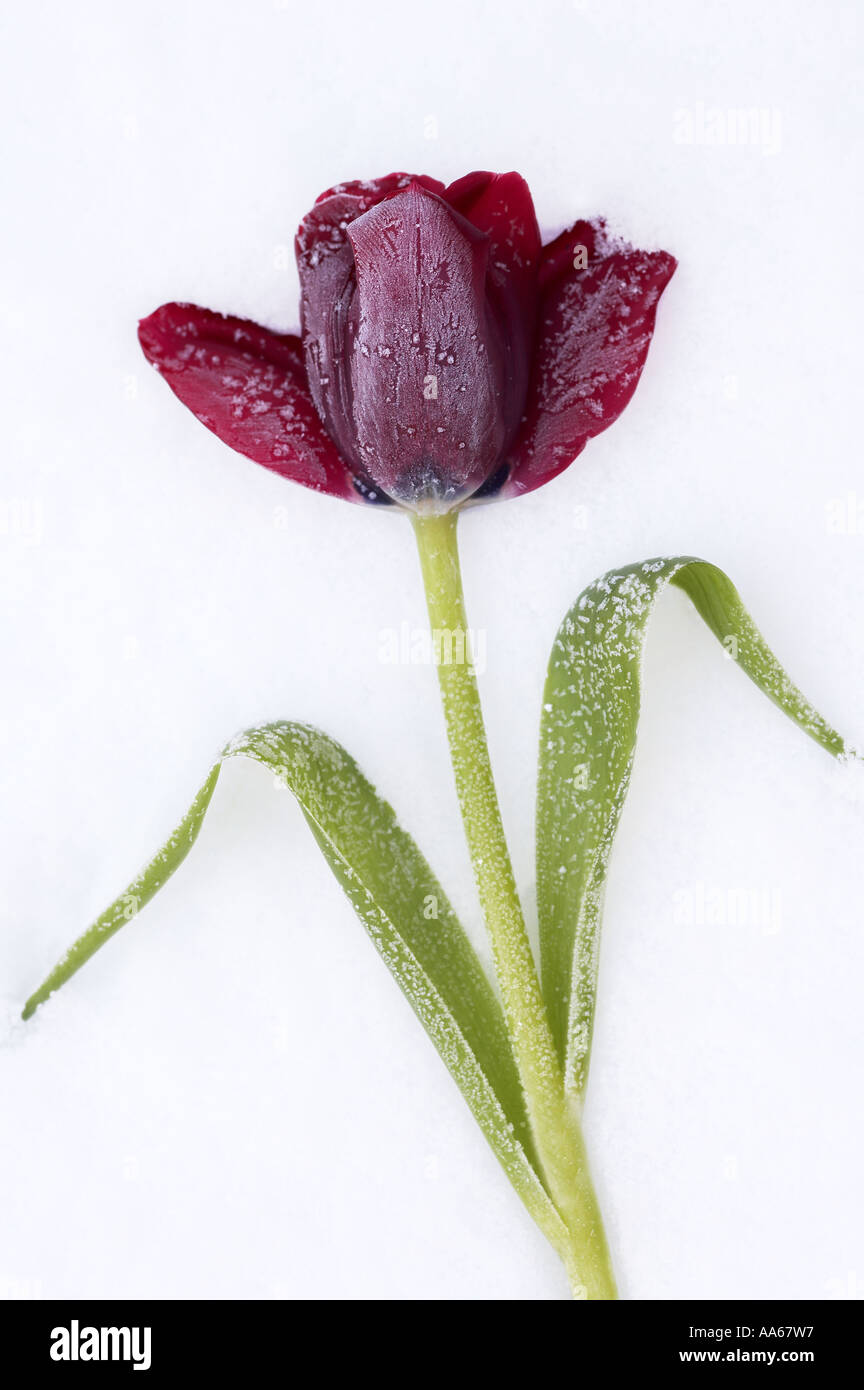 Crisp tulip hi-res stock photography and images - Alamy