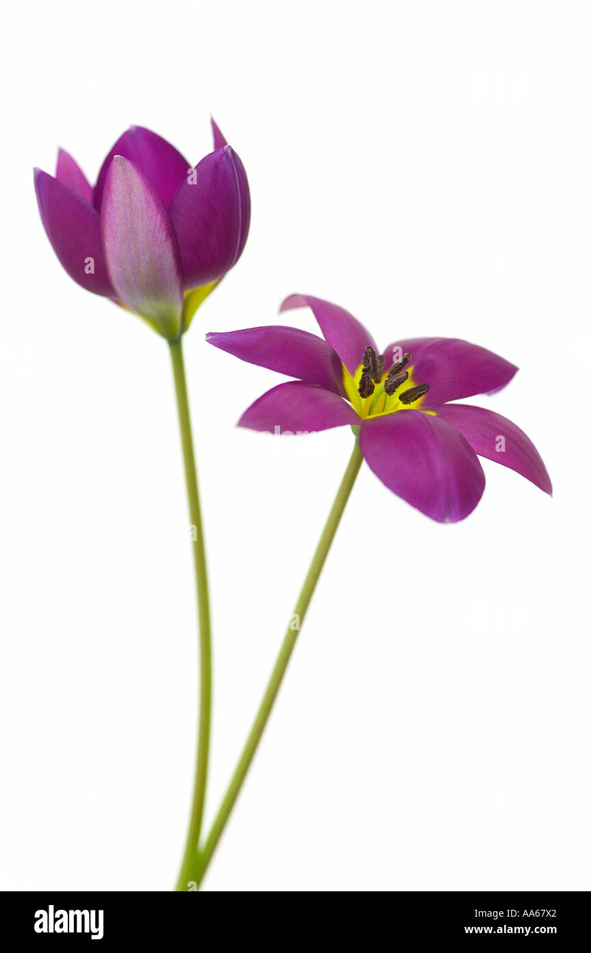 Two purple hi-res stock photography and images - Alamy