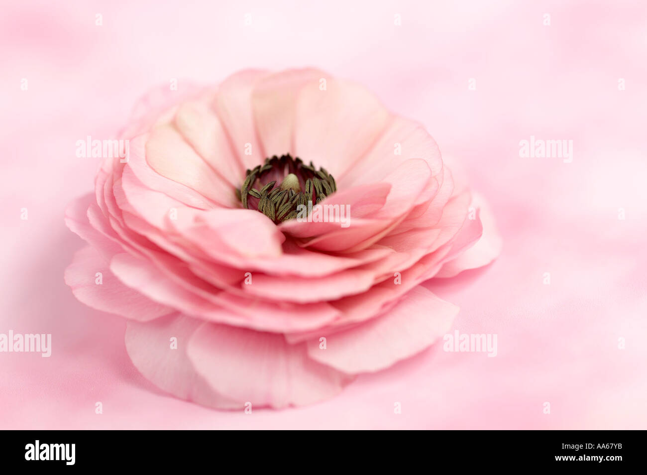 Pink Ranunculus asiaticus Flower on pink background Stock Photo - Alamy