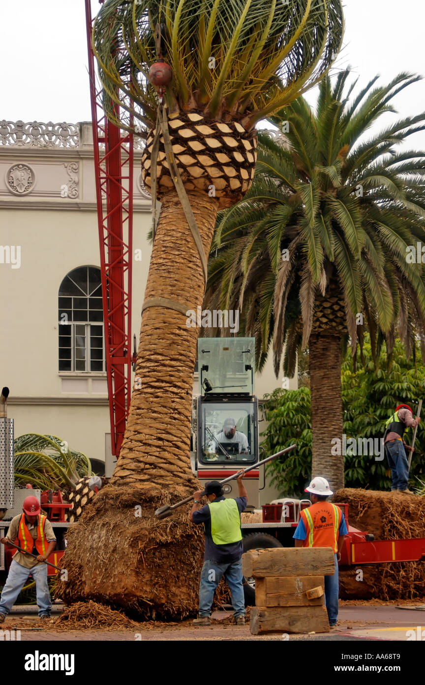 Crew of men work to plant a large palm tree Stock Photo - Alamy