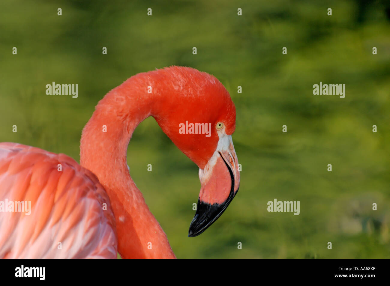 Colourful pink animals hi-res stock photography and images - Alamy