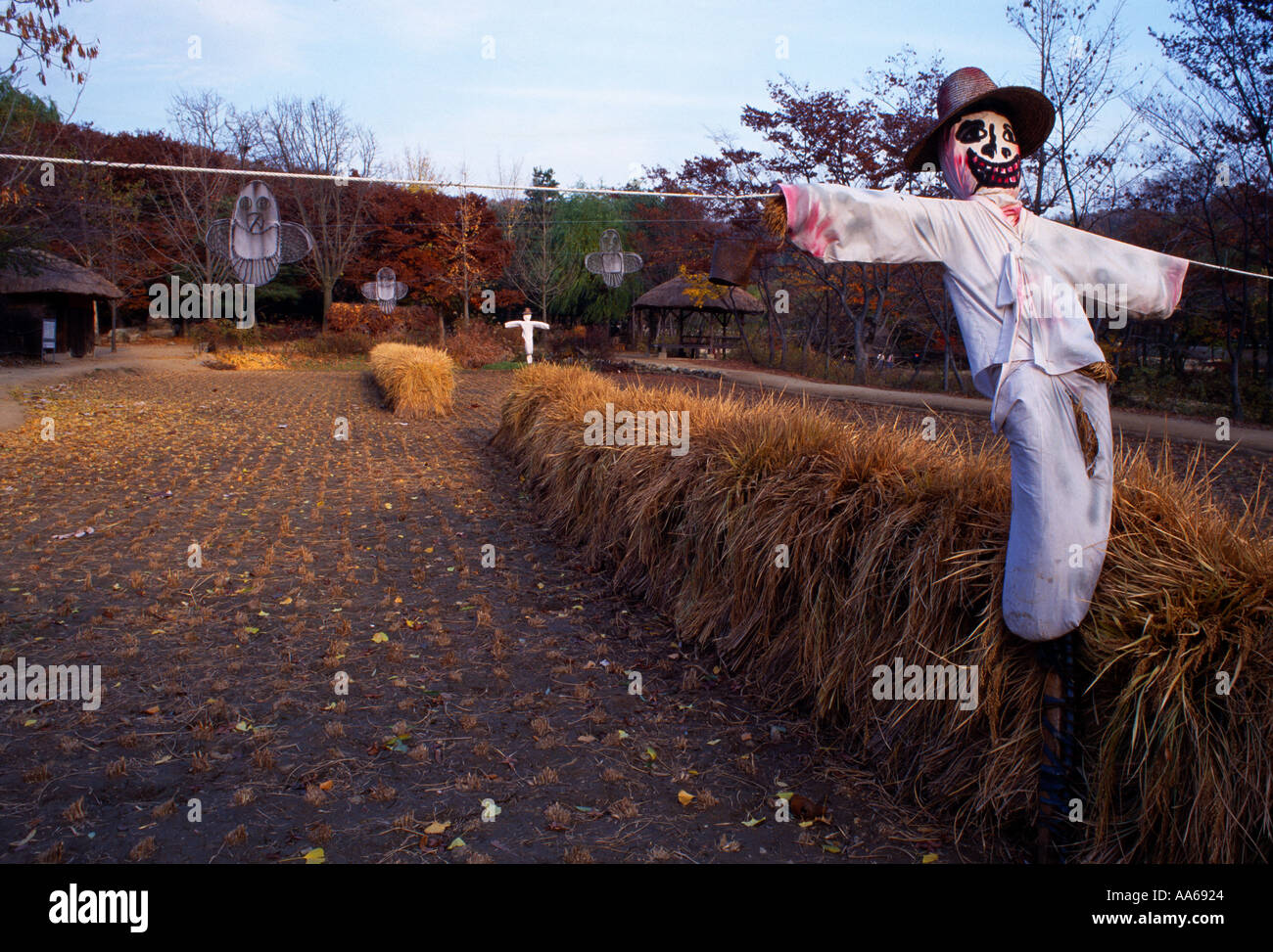 Scarecrow in field during Autumn in Korea Hanguk Minsok Chon Gyeonggi ...