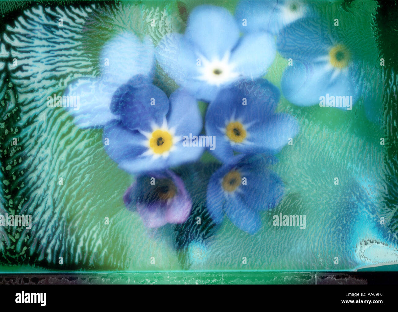 Blue flowers hi-res stock photography and images - Alamy
