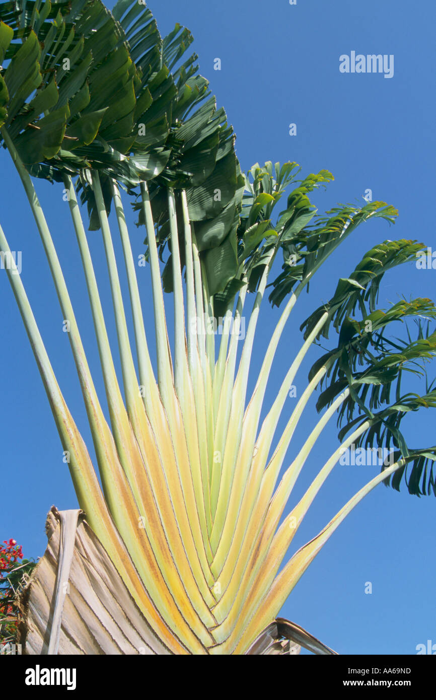 Caribbean Martinique travelers tree Stock Photo - Alamy