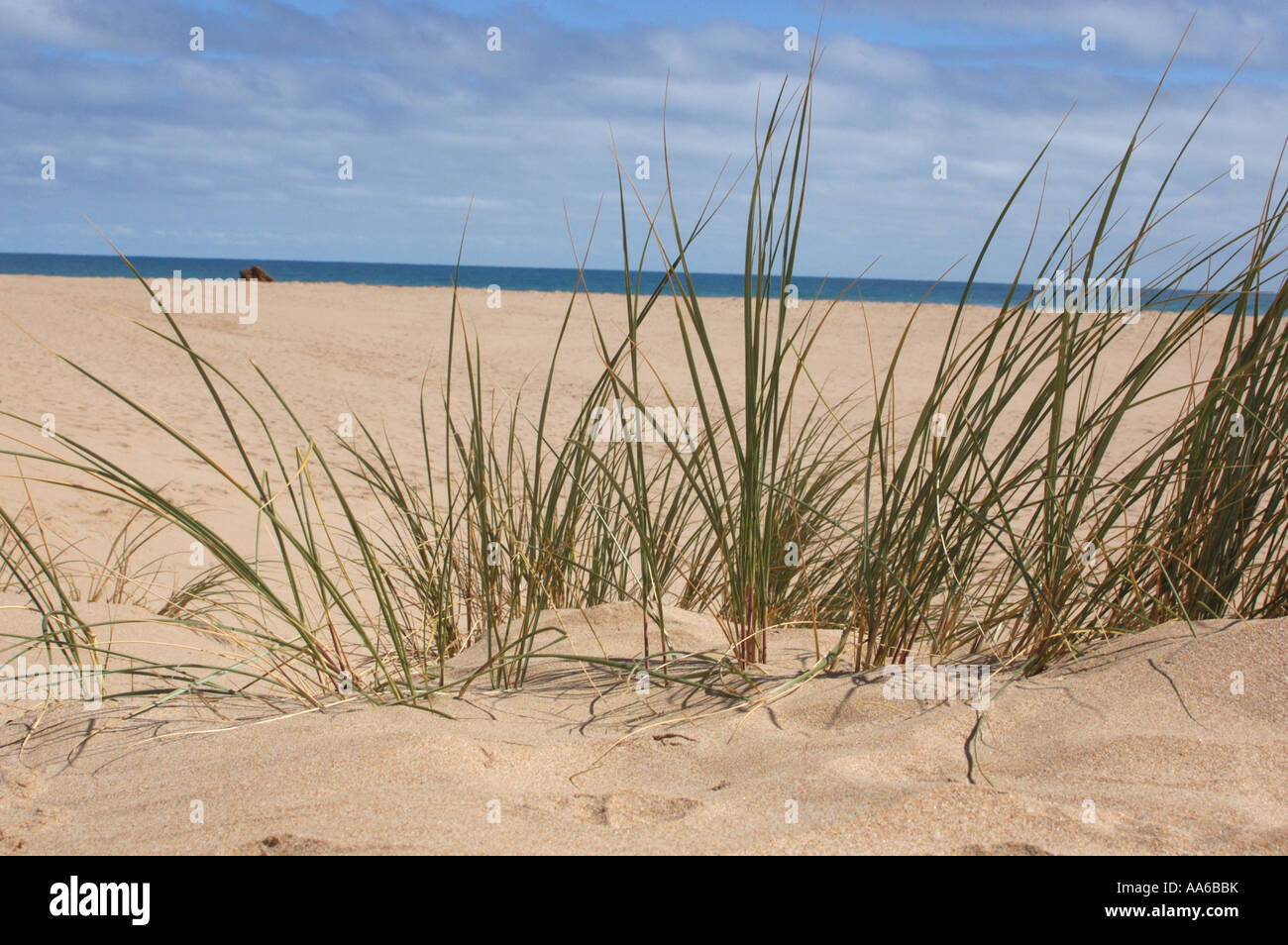 Australia dune grasses hi-res stock photography and images - Alamy