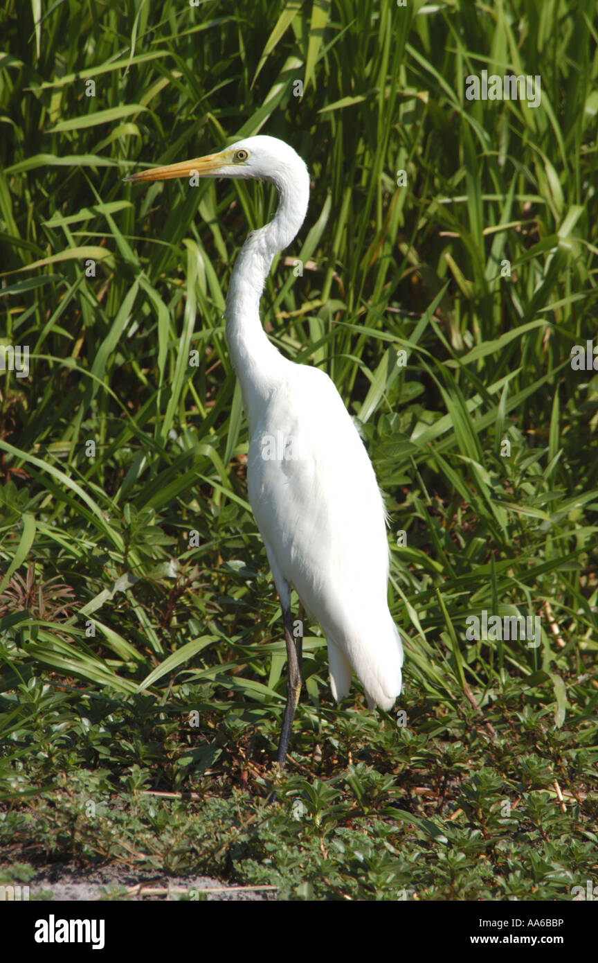 Intermediate Egret or Ardea intermedia Stock Photo - Alamy