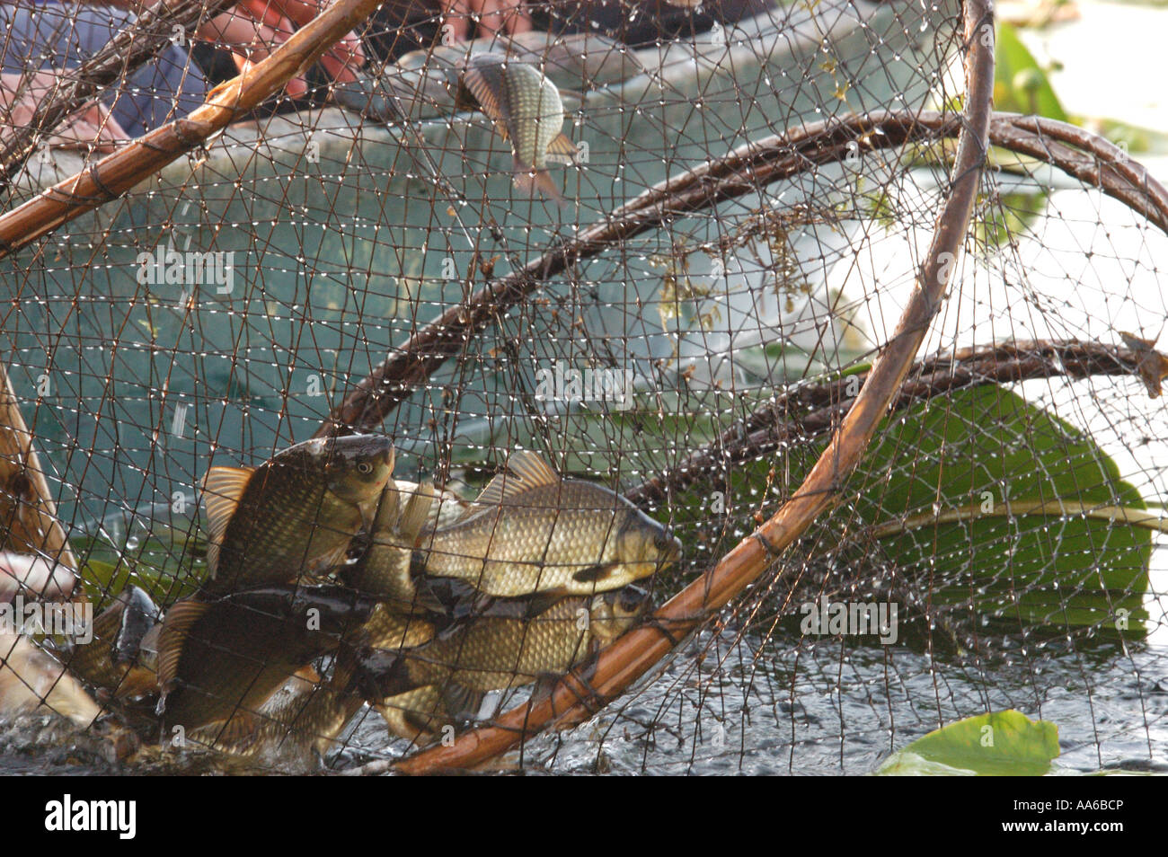 Carp fishing methods hi-res stock photography and images - Alamy