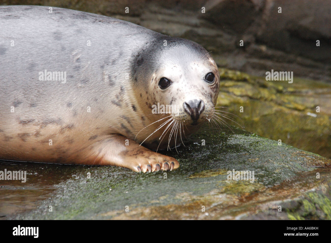 Close up common seal hi-res stock photography and images - Alamy
