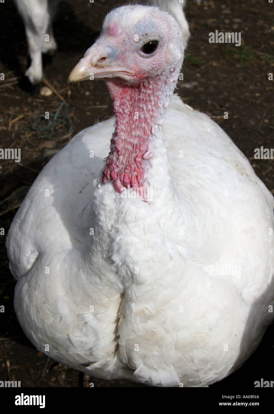 Avian bird flu turkey farm hi-res stock photography and images - Alamy