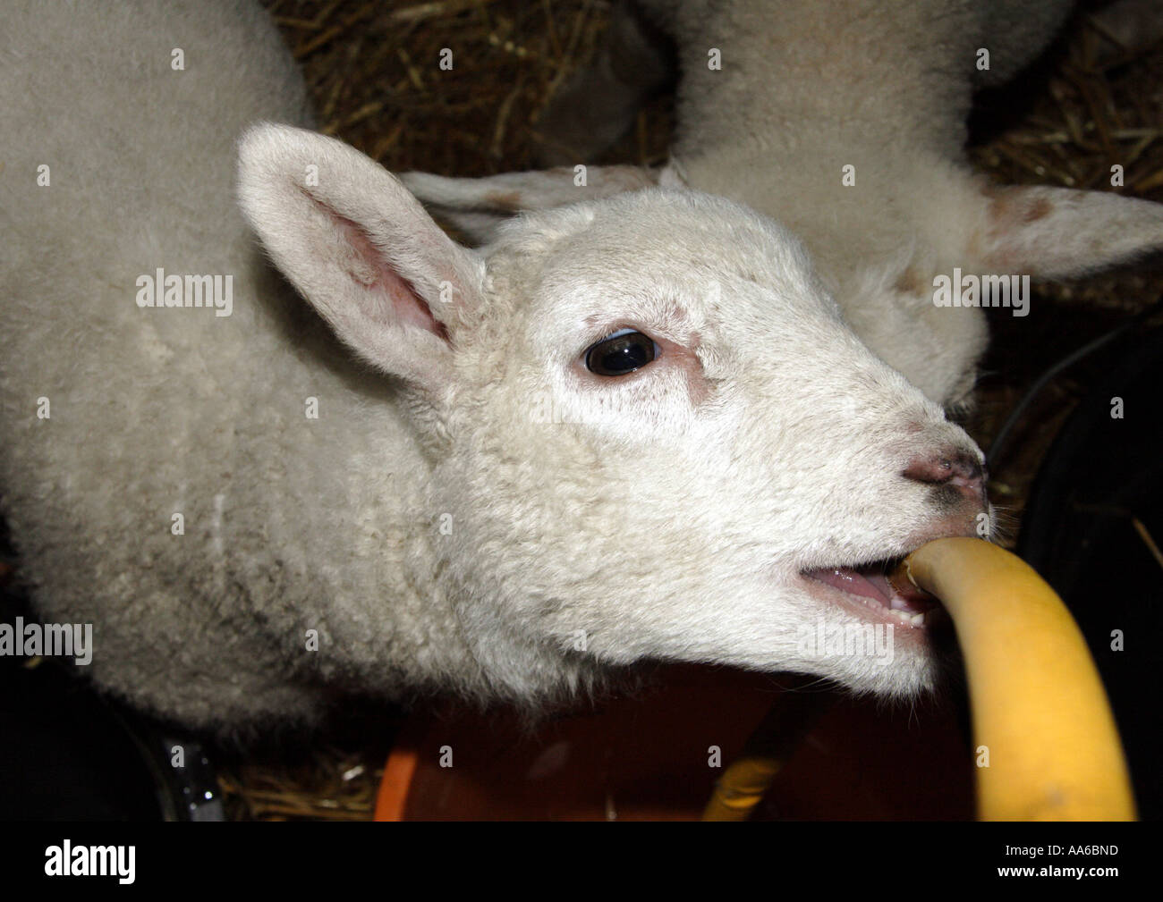 lamb chewing a water pipe Stock Photo - Alamy