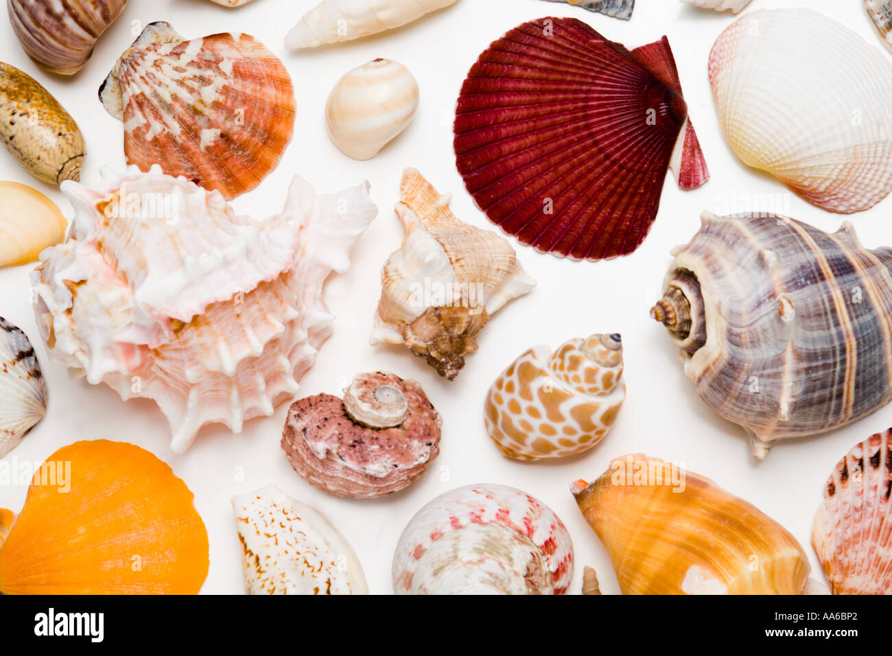 seashells on white background Stock Photo - Alamy