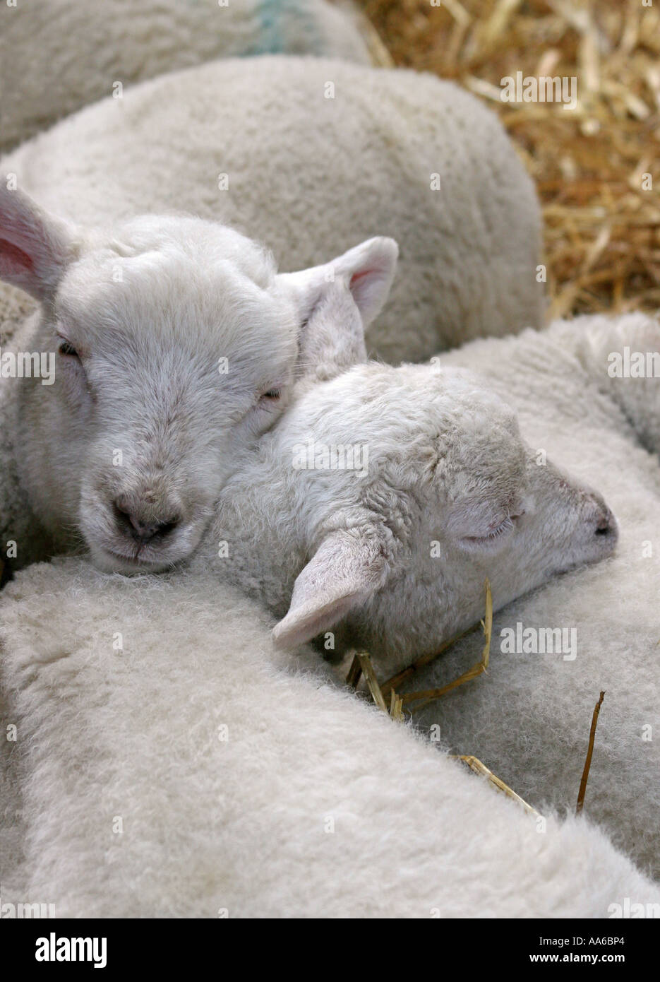 pile of sleeping lambs Stock Photo - Alamy