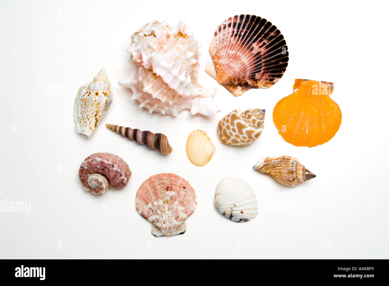 group of seashells Stock Photo - Alamy