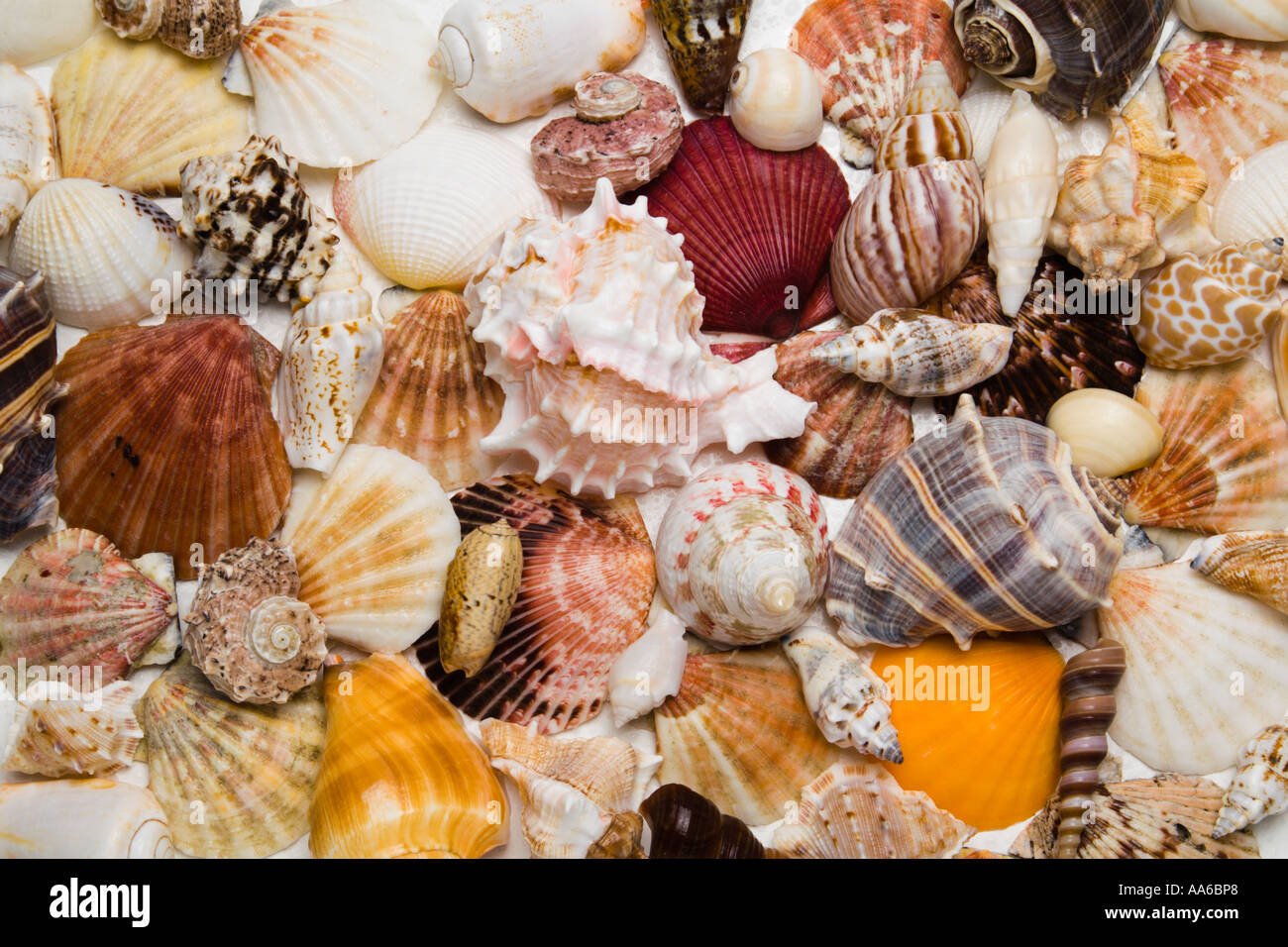 Diverse collection of seashells hi-res stock photography and images - Alamy